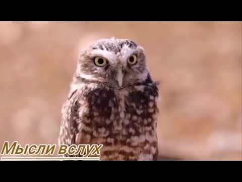 5 Самвел Ад свой совет себе посоветуй.Чувство справедливости побеждено ...
