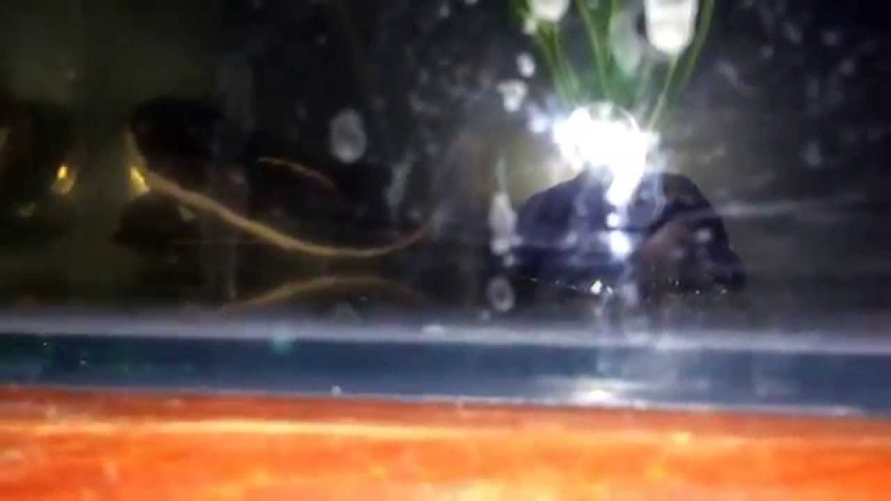 BABY ASIAN RED TAIL AND REDTAIL CATFISH - YouTube