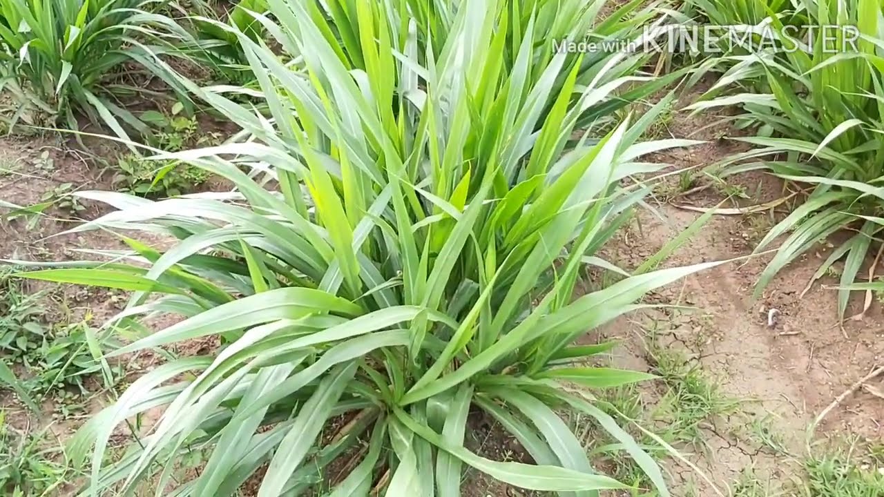 How to plant Israel grass. - YouTube