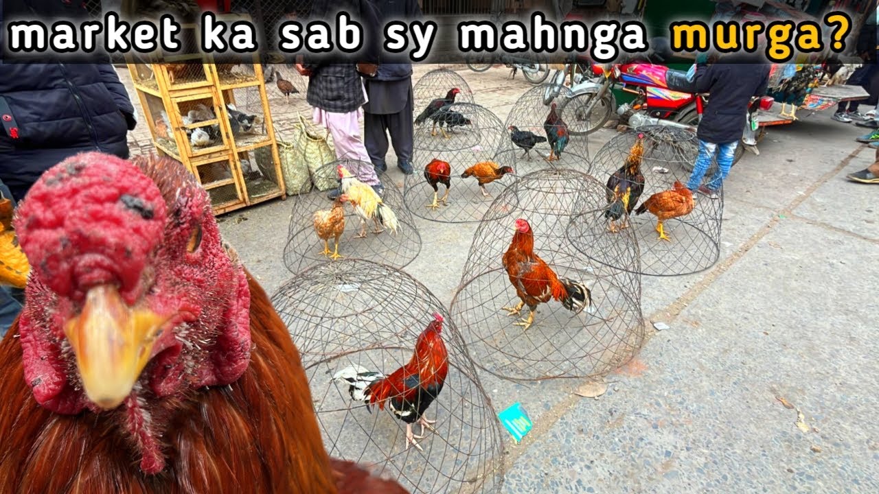 market ka sab sy mahnga murga | pets secret | - YouTube