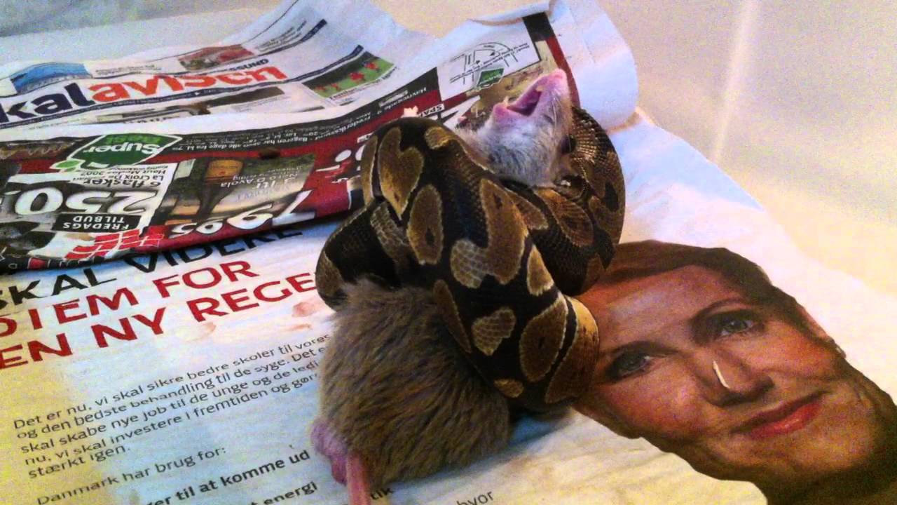 ball Python vs Natal Rat (BRUTAL) - YouTube