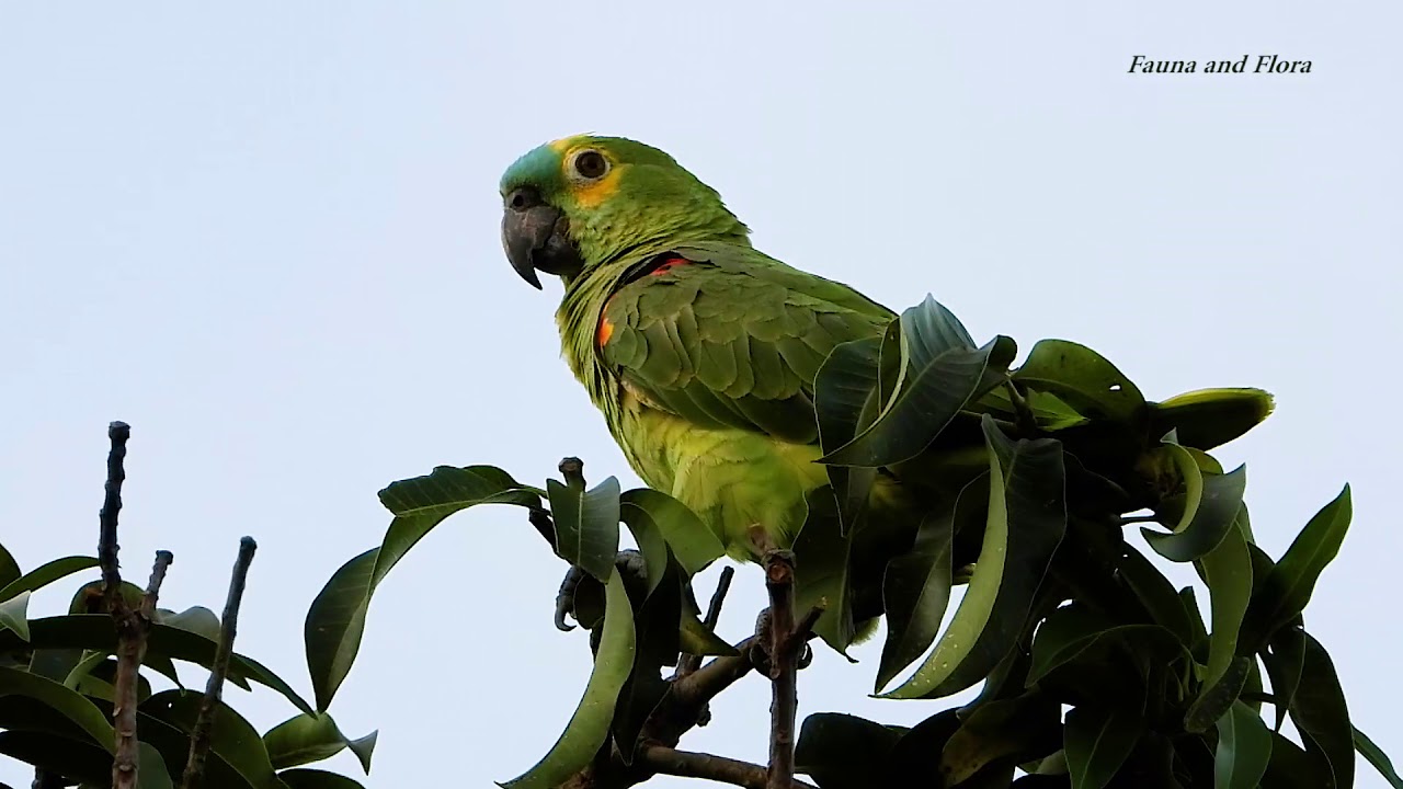 TURQUOISE-FRONTED PARROT (AMAZONA AESTIVA), PAPAGAIO-VERDADEIRO ...