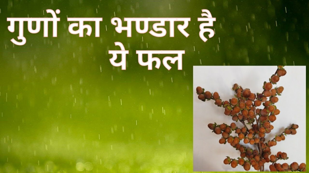 Benefits Of Persimmon Date Plum Amlok Dry Fruit benefits-of-persimmon-date-plum-amlok-dry-fruit