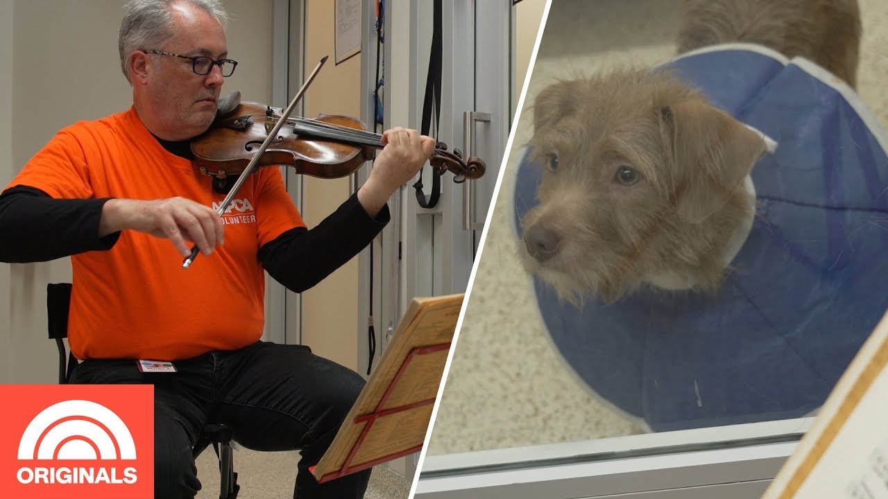 Meet The Man Who Comforts Rescue Dogs By Playing The Violin | TODAY ...