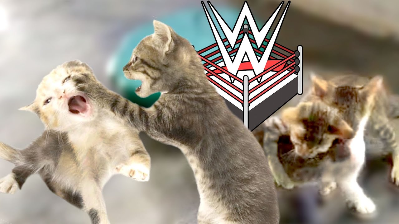 BABY KITTENS FIGHTING Like WWE | CAT FIGHTING LIKE WRESTLING | Cat ...