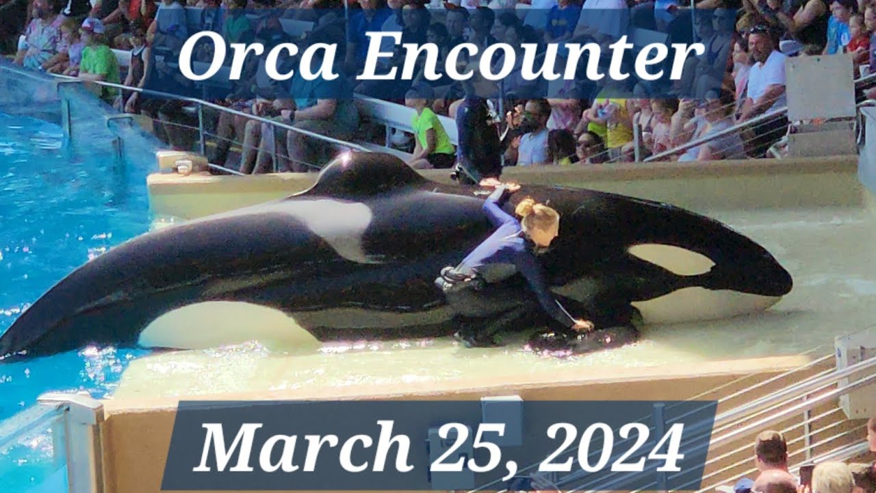 Orca Encounter - YouTube