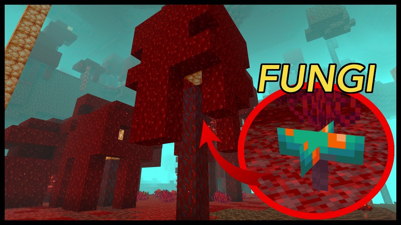 Minecraft Fungi: What Does Fungi Do In Minecraft 1.16?[20w06a] - YouTube