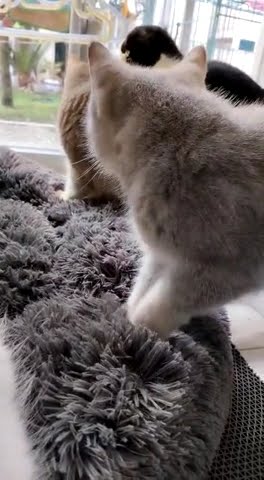 KUCING SENAM YOGA - YouTube