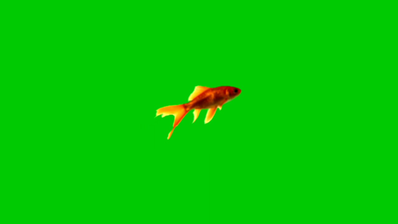 Green Screen Fish free/Power Lines - YouTube