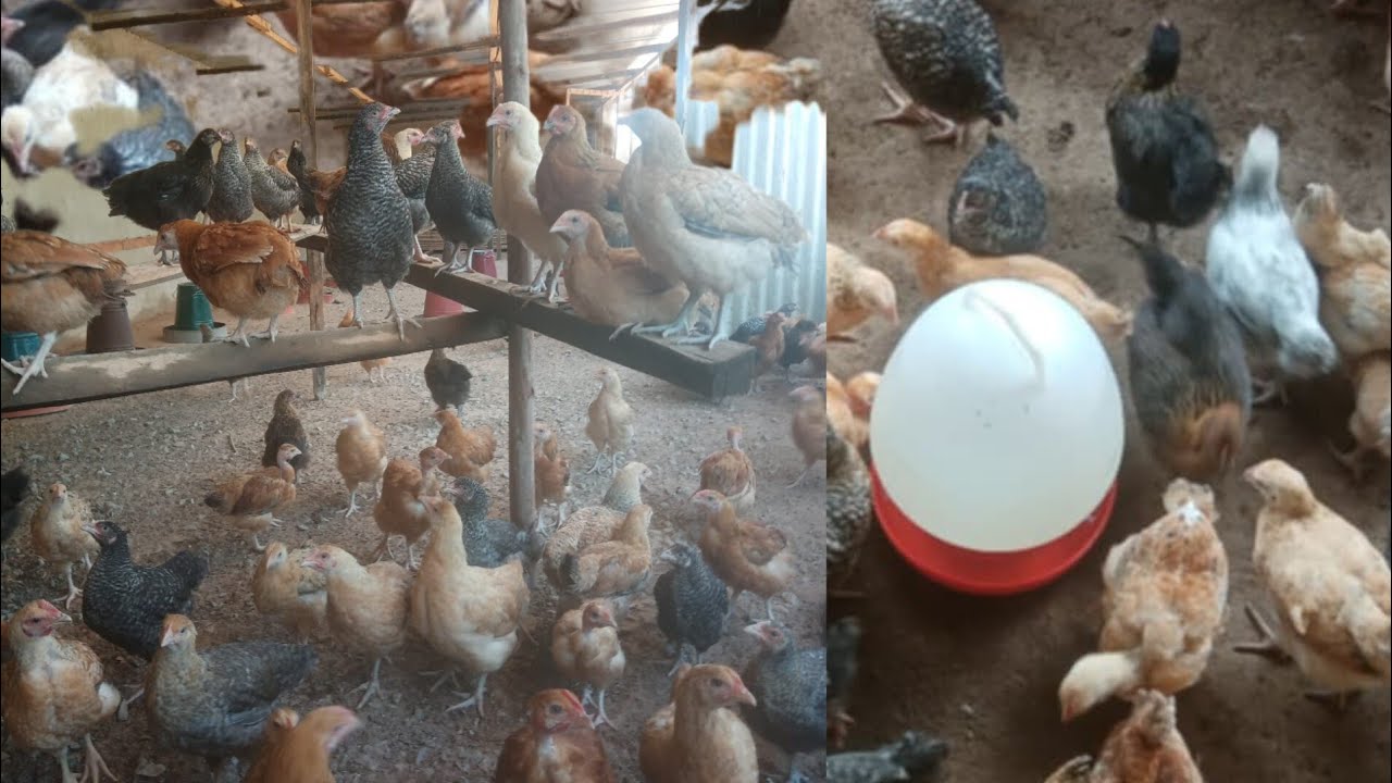 Poultry Farming with One-Day-Old Chicks! - YouTube