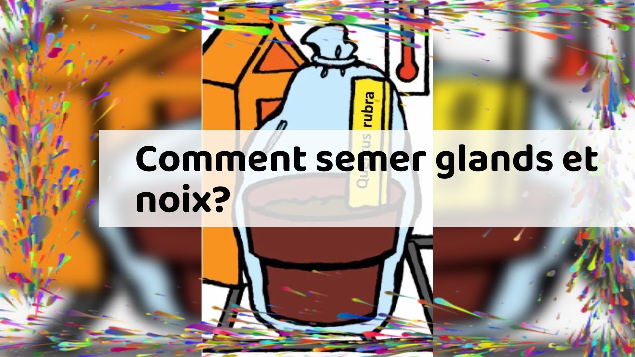 Comment semer glands et noix? - YouTube