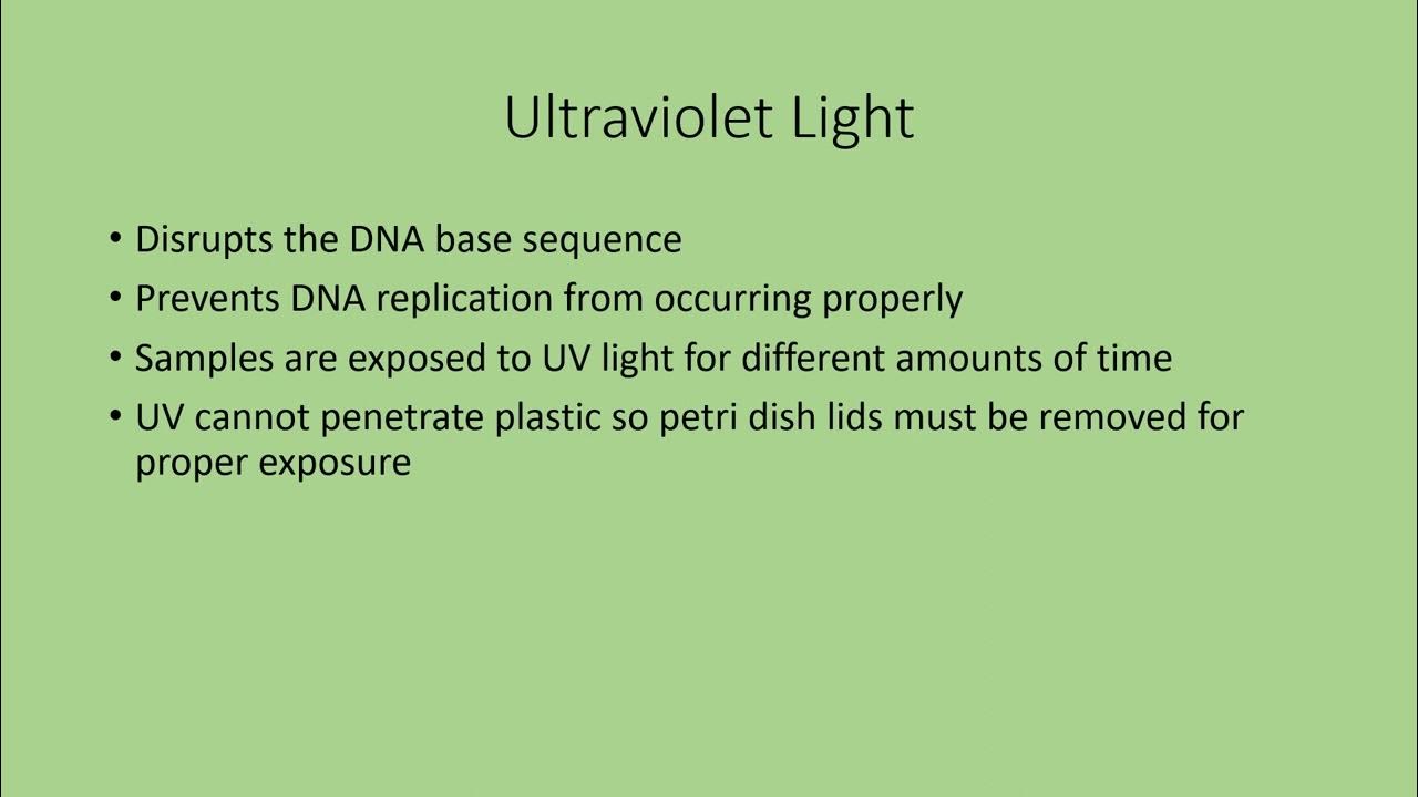 Effect of Ultraviolet Light on Bacterial Growth - YouTube