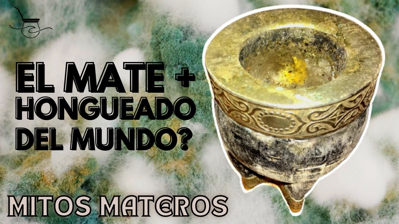 ¿Se puede salvar un mate imperial LLENO de hongos? Parte 1 - YouTube