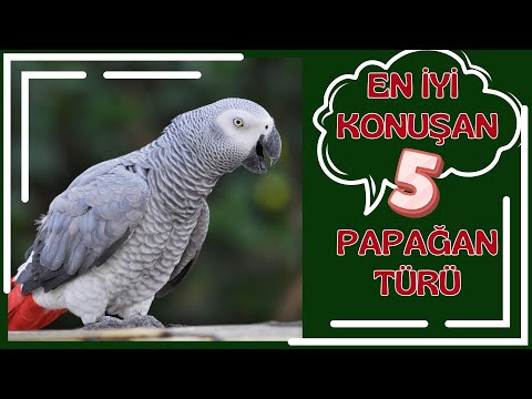 En İyi Konuşan 5 Papağan Türü - İnsan Gibi Konuşan Papağanlar!
