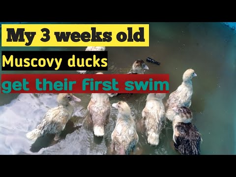 My 3 weeks old muscovy ducks get their first swim - YouTube