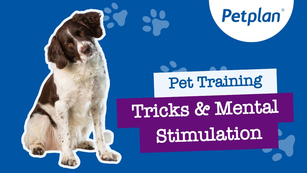 Mental Stimulation for Dogs - Petplan - YouTube