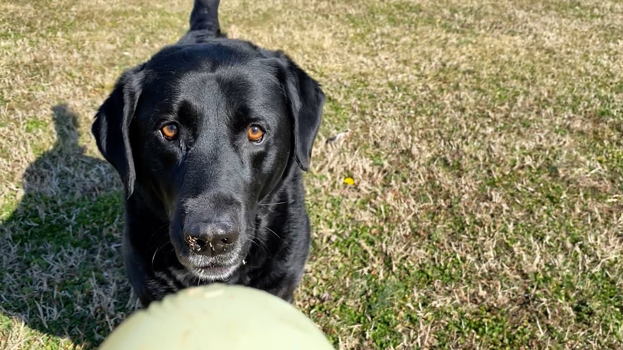 Bailey Bear: Loving Life with our Beautiful Black Labrador!! - YouTube