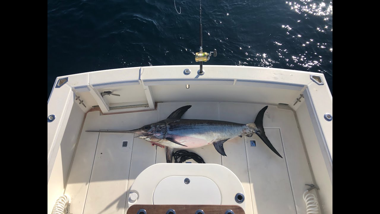 Southern CA Swordfish - YouTube