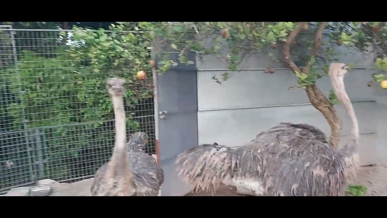 emu in china - YouTube