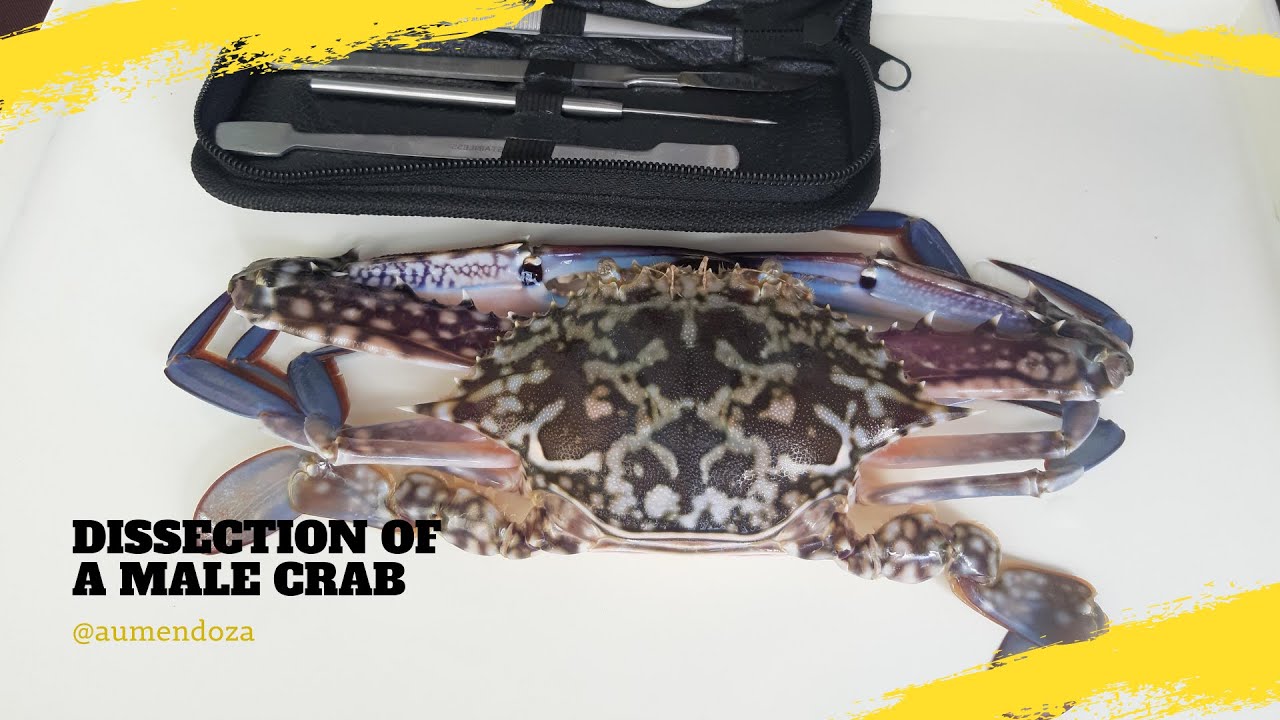 How To Dissect A Male Crab Step By Step YouTube how-to-dissect-a-male-crab-step-by-step-youtube
