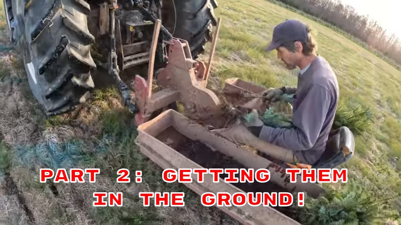 How Do We Plant Christmas Trees? Part 2 - YouTube