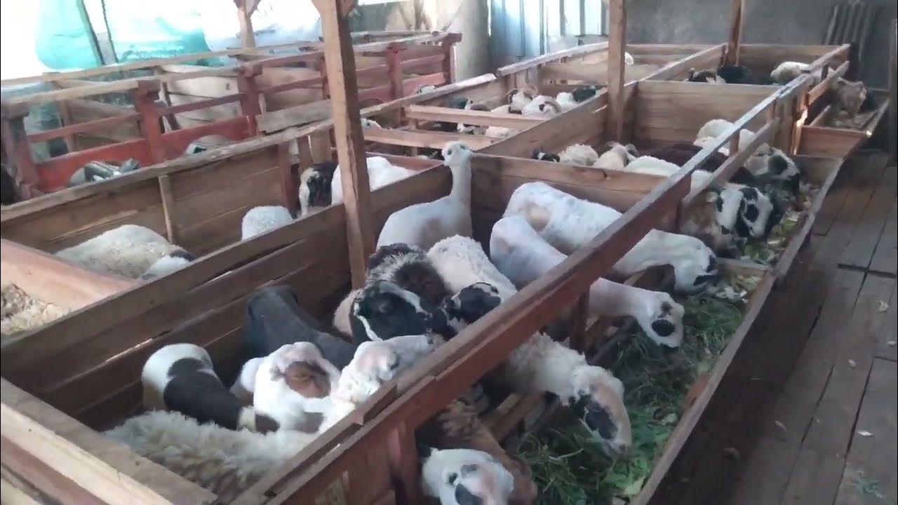 terbaru harga domba garut jantan betina mulai 1550000 setok ratusan ekor bakalan priang dan ...