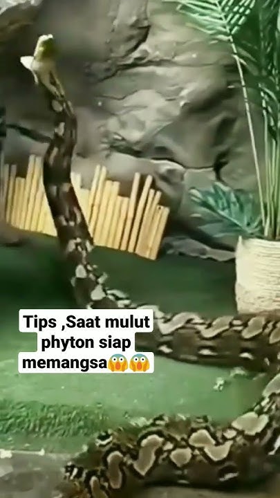 #How to Face a Python Ready to Strike #shortsvidio #snake - YouTube