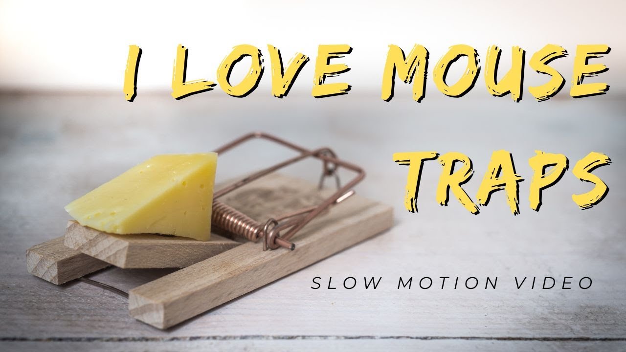 I love mouse traps #slowmotion - YouTube