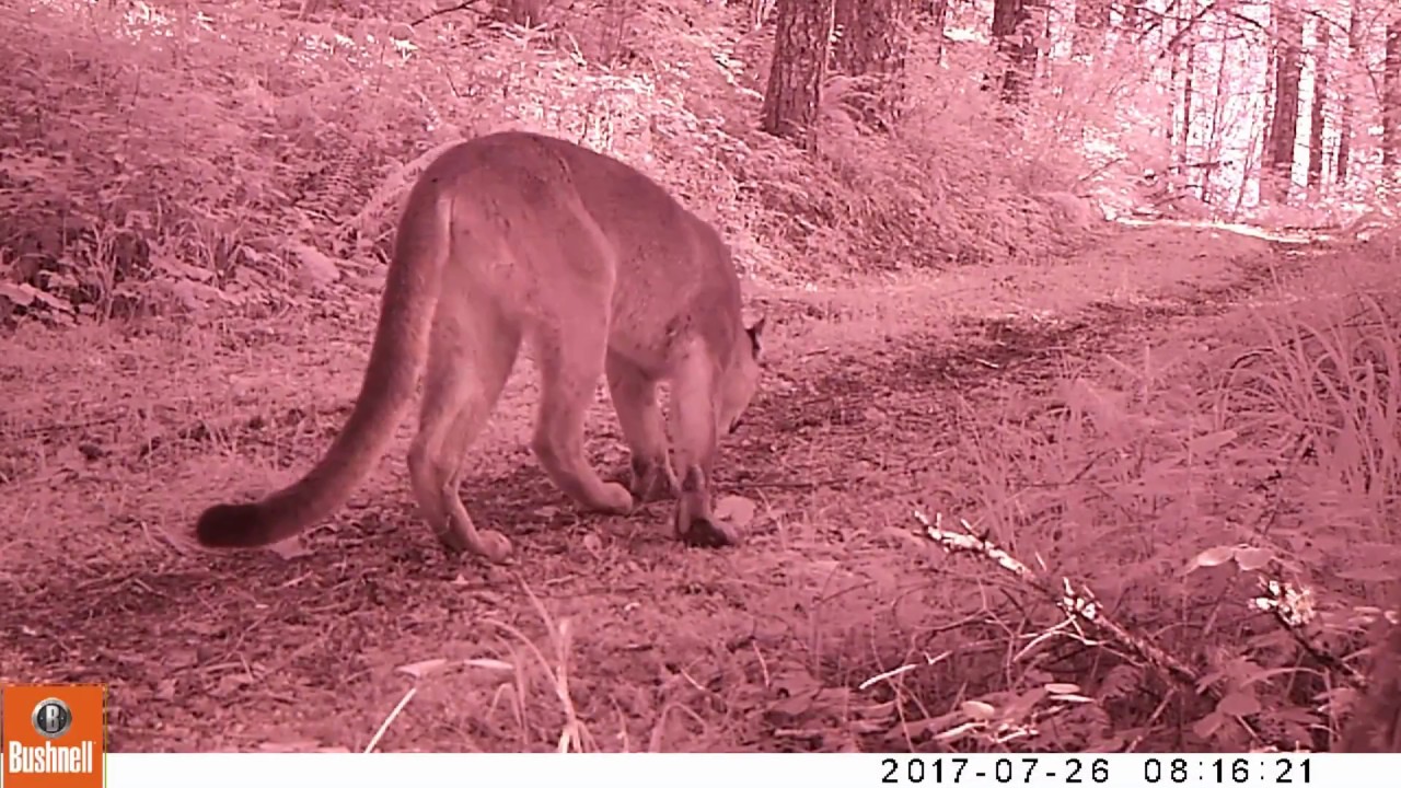 Trailcam Video of the Month Jan 2018 - Cats - YouTube