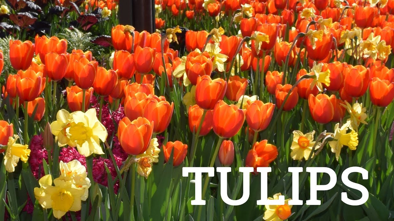 Visit for Tulips in Dallas | Dallas Tulips | Texas Tulips | Where to ...