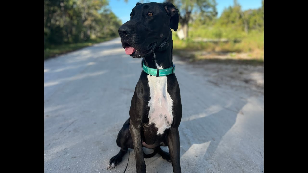 2 Year Old Great Dane "Ali"| Orlando Dog Trainers| Central Florida Dog ...