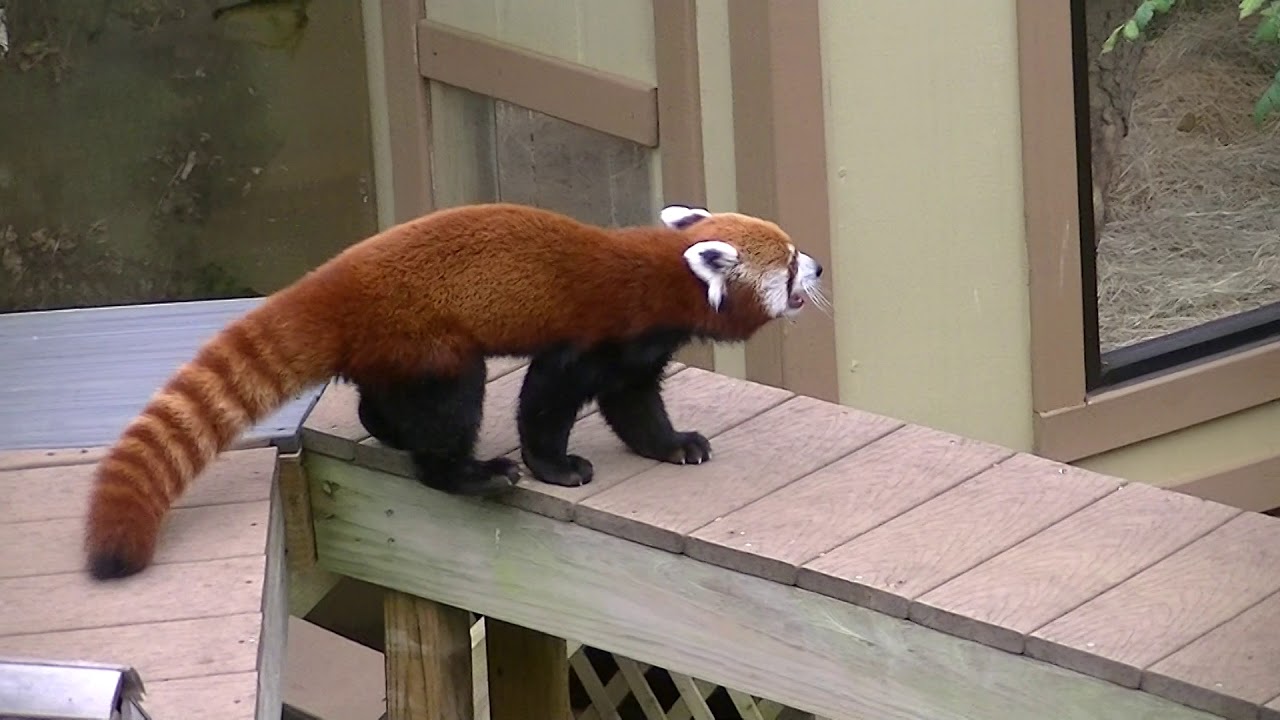 Red Panda Exercise - YouTube
