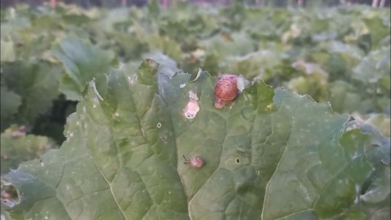 Триває процес вирощування равлика паралельно з нашим дозвіллям Youtube