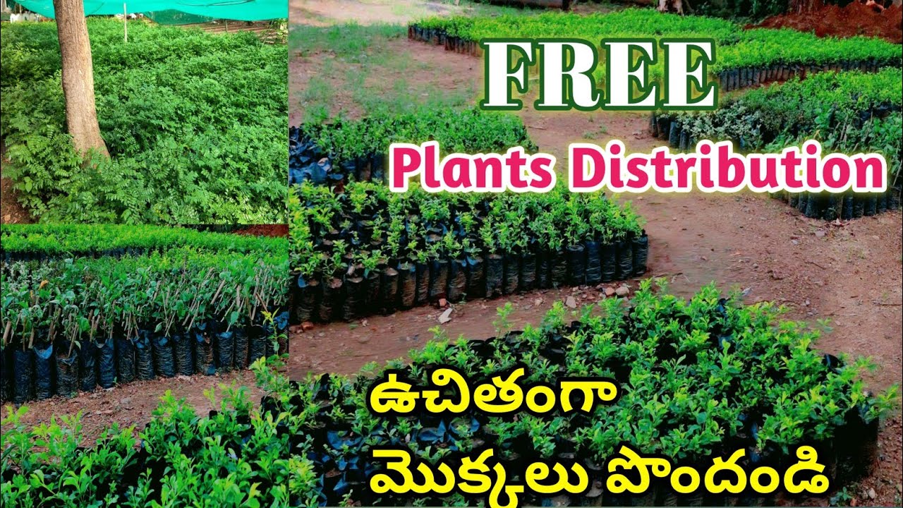 free plants distribution | plants giveaway | free plants nursery | get ...
