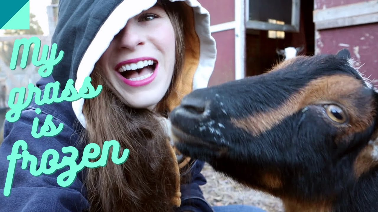 Freezing weather on the farm - YouTube