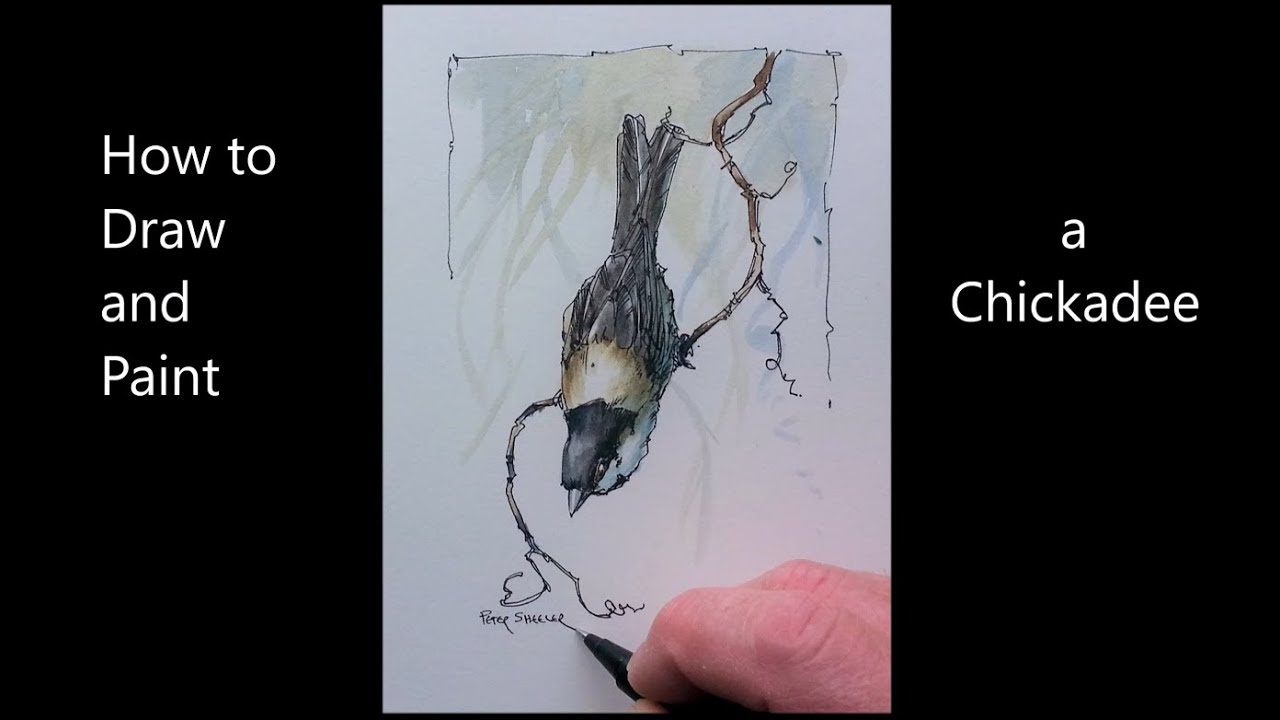How to draw and paint a chickadee Line and Wash watercolor. Great for ...
