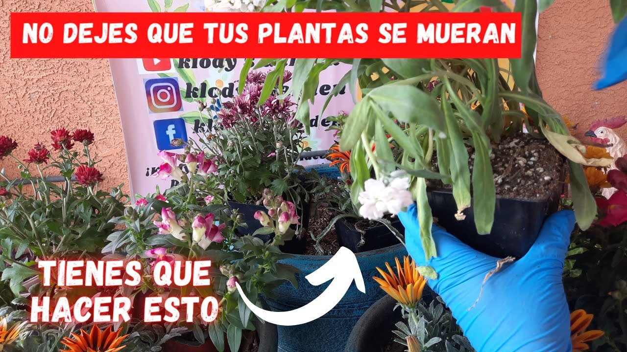 EVITA que TUS PLANTAS se MUERAN despues DEL TRASPLANTE por NO Hacer ...
