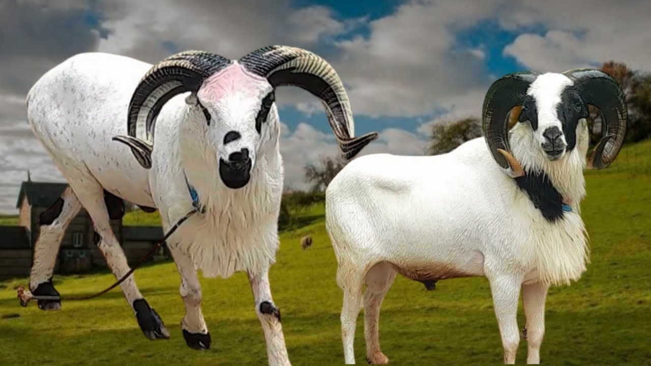 info harga domba garut terbaru - YouTube