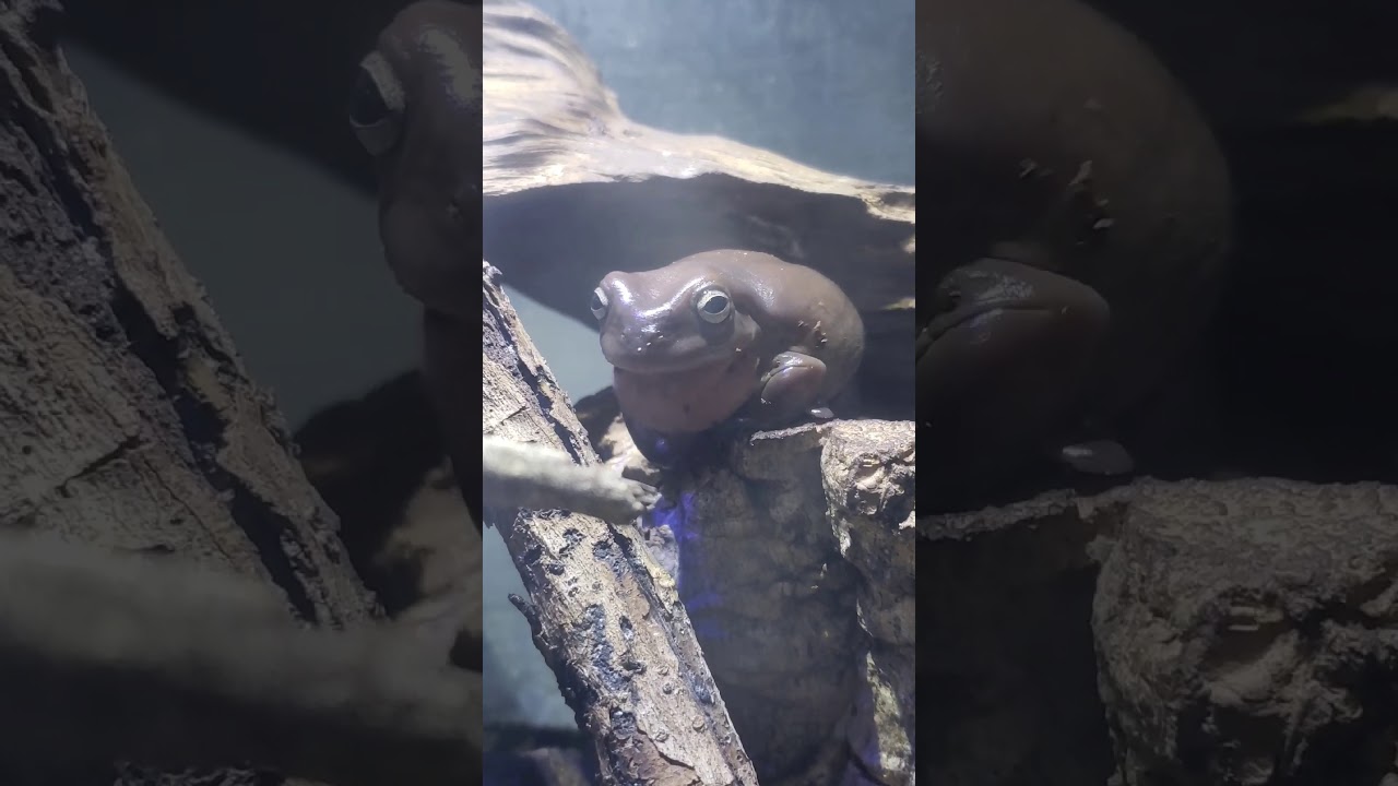 Croaking White's Tree Frog - YouTube