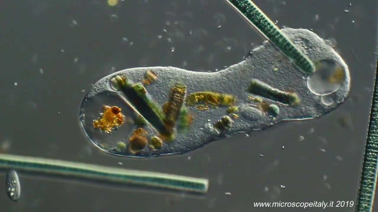 Tecameba striata! - YouTube