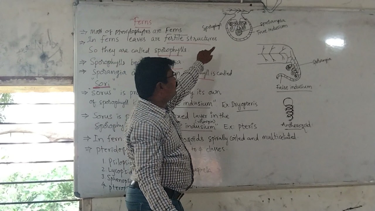 True Indusium & False Indusium || Class 11 Botany || Plant Kingdom # ...