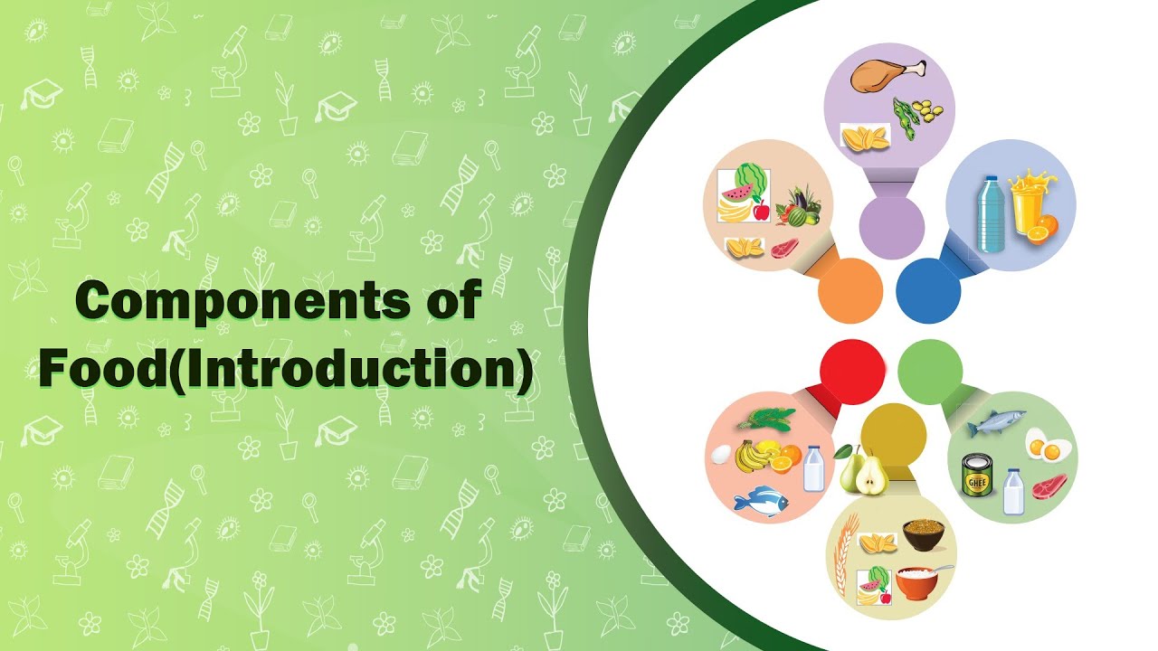 Components of Food(Introduction) - YouTube