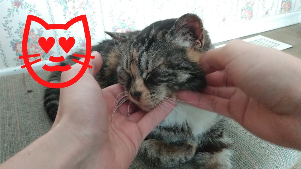 Cat Gets An AMAZING Head Massage! - YouTube