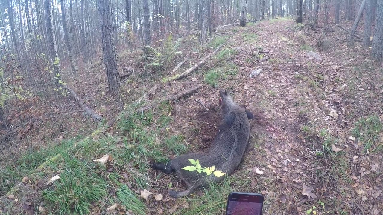 LOV I ODSTRIJEL VEPRA 142KG | WILD BOAR HUNTING ACTION - YouTube