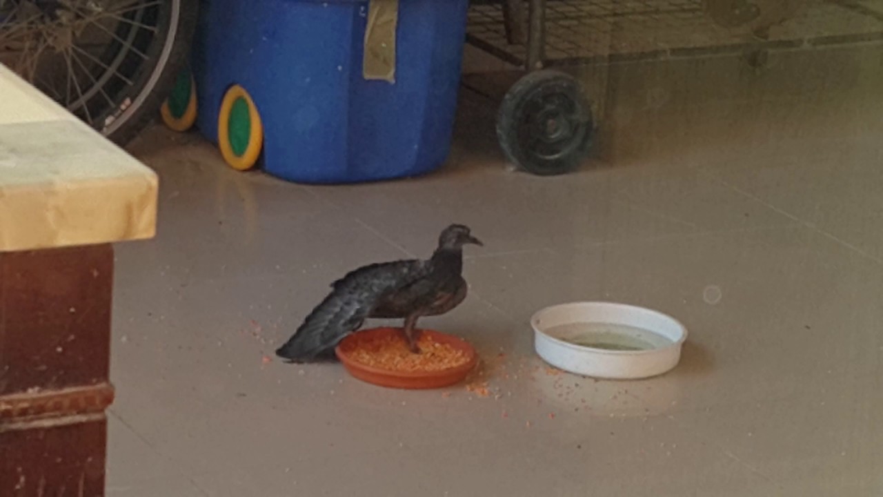 Taking care of a weak & sick pigeon at our terrace in Dubai 30.04.2017 ...