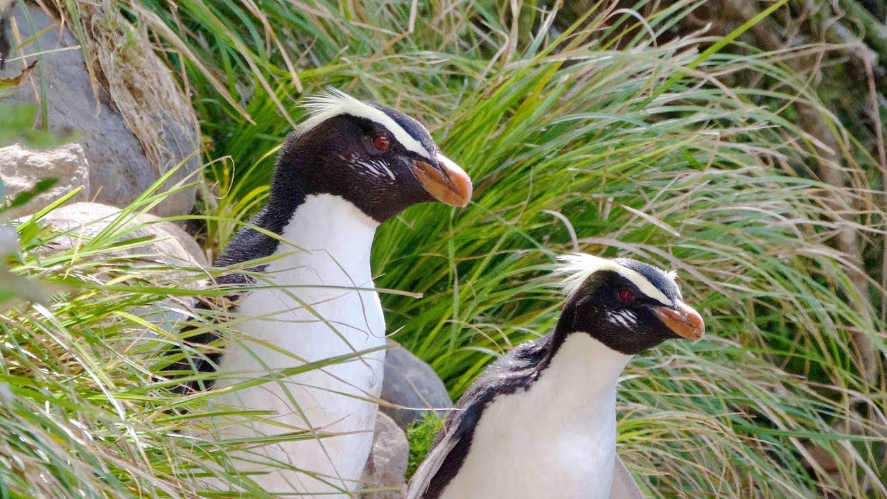 New Zealand's Penguins - YouTube