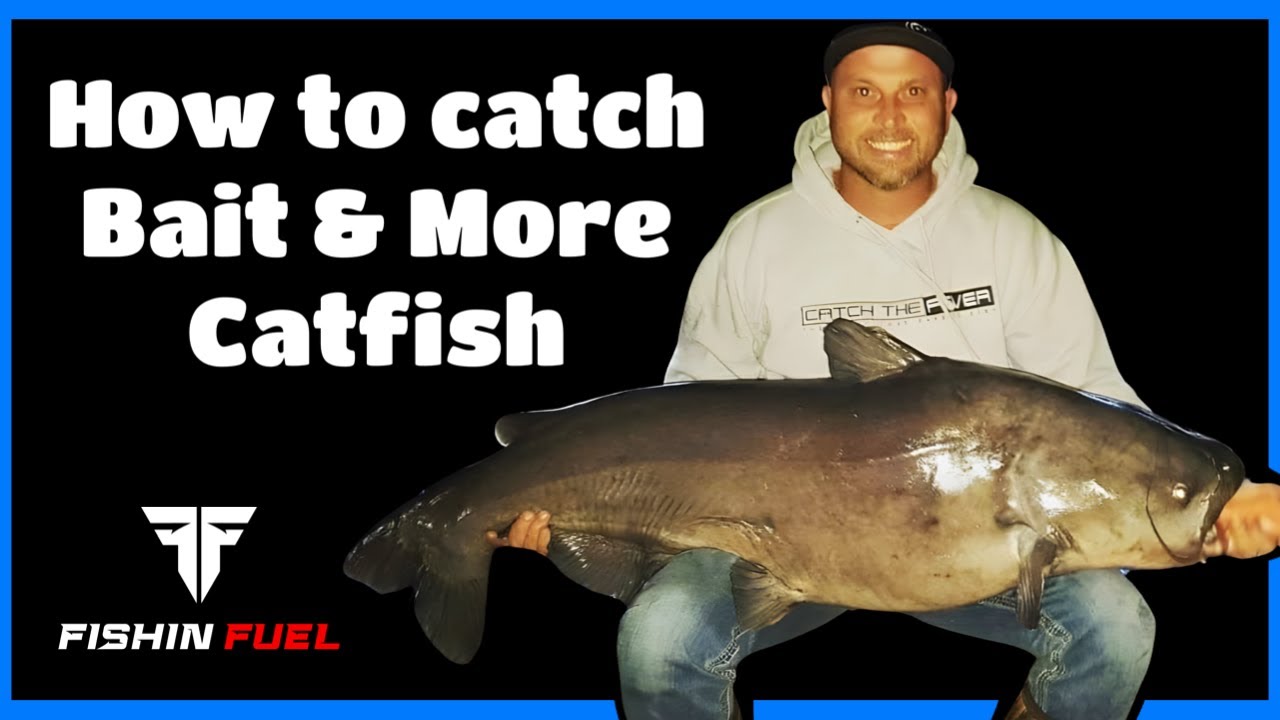 How To Target Bait & Catfish - YouTube