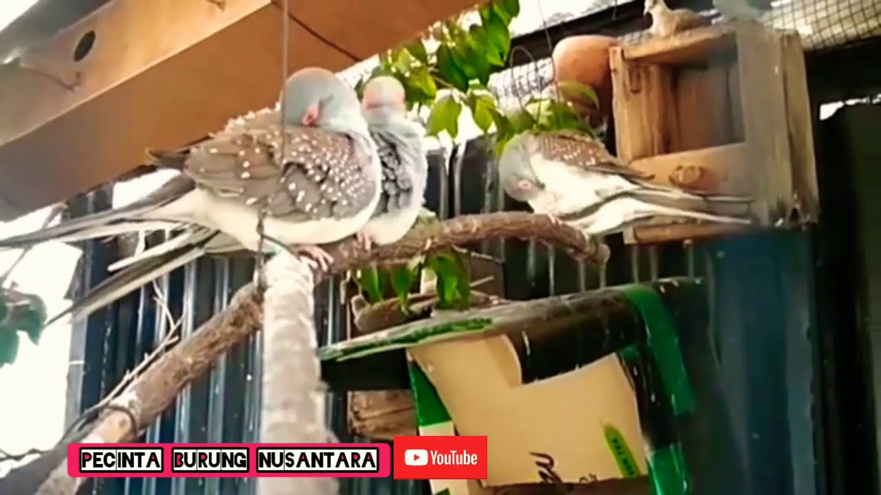 TERNAK PERKUTUT MUTIARA UNTUNG JUTA'AN RUPIAH SEBULAN - YouTube