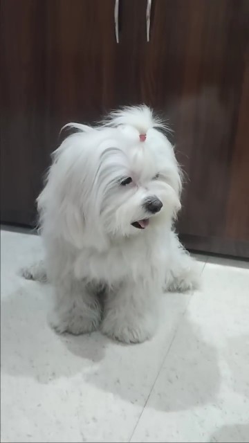 ||Daisy ko paise chaiye😂#funnyshorts #dogshorts #petlover #viralshorts ...