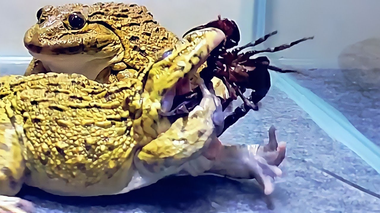 Big Bullfrog Catches Big Scorpion! Mr Frog Live Feeding - YouTube